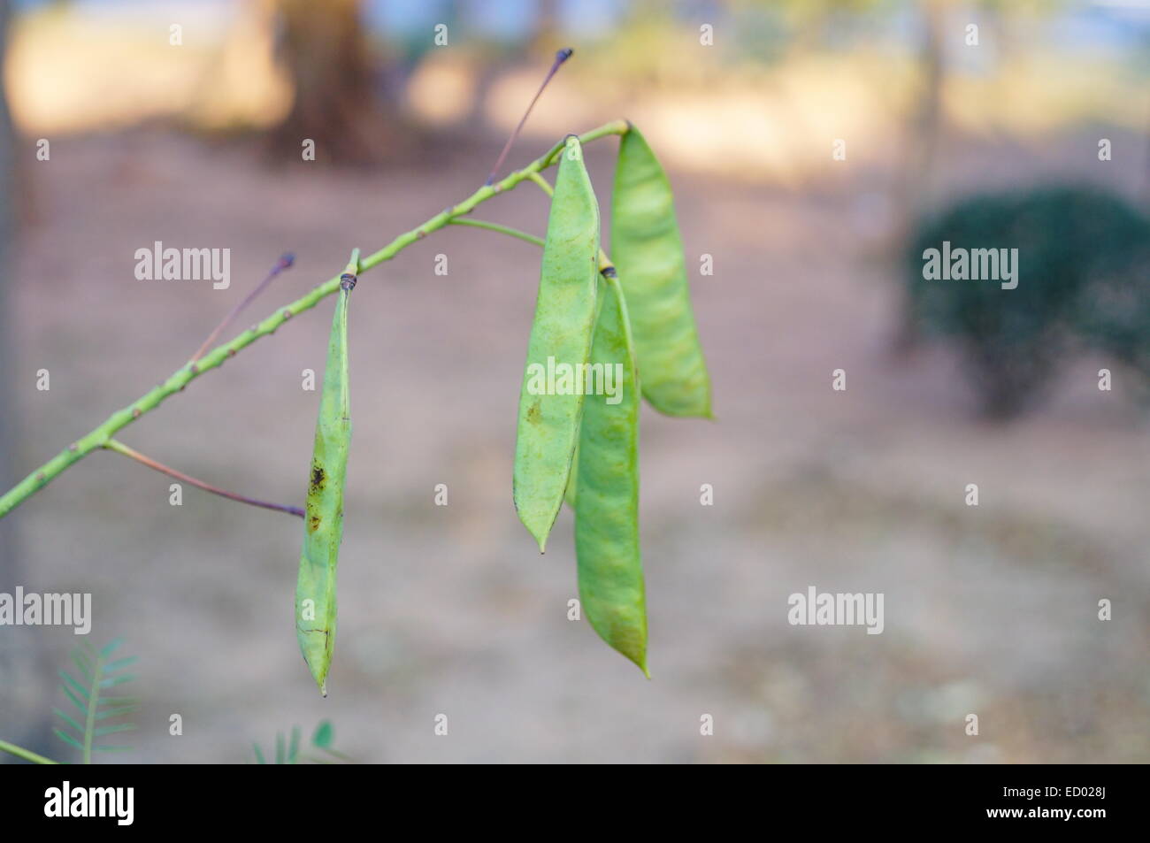 bean trees, plants Stock Photo - Alamy