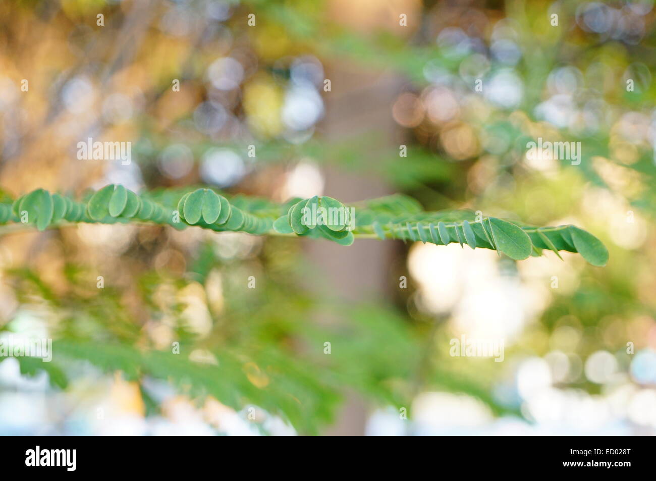 Branches of leaves hi-res stock photography and images - Alamy