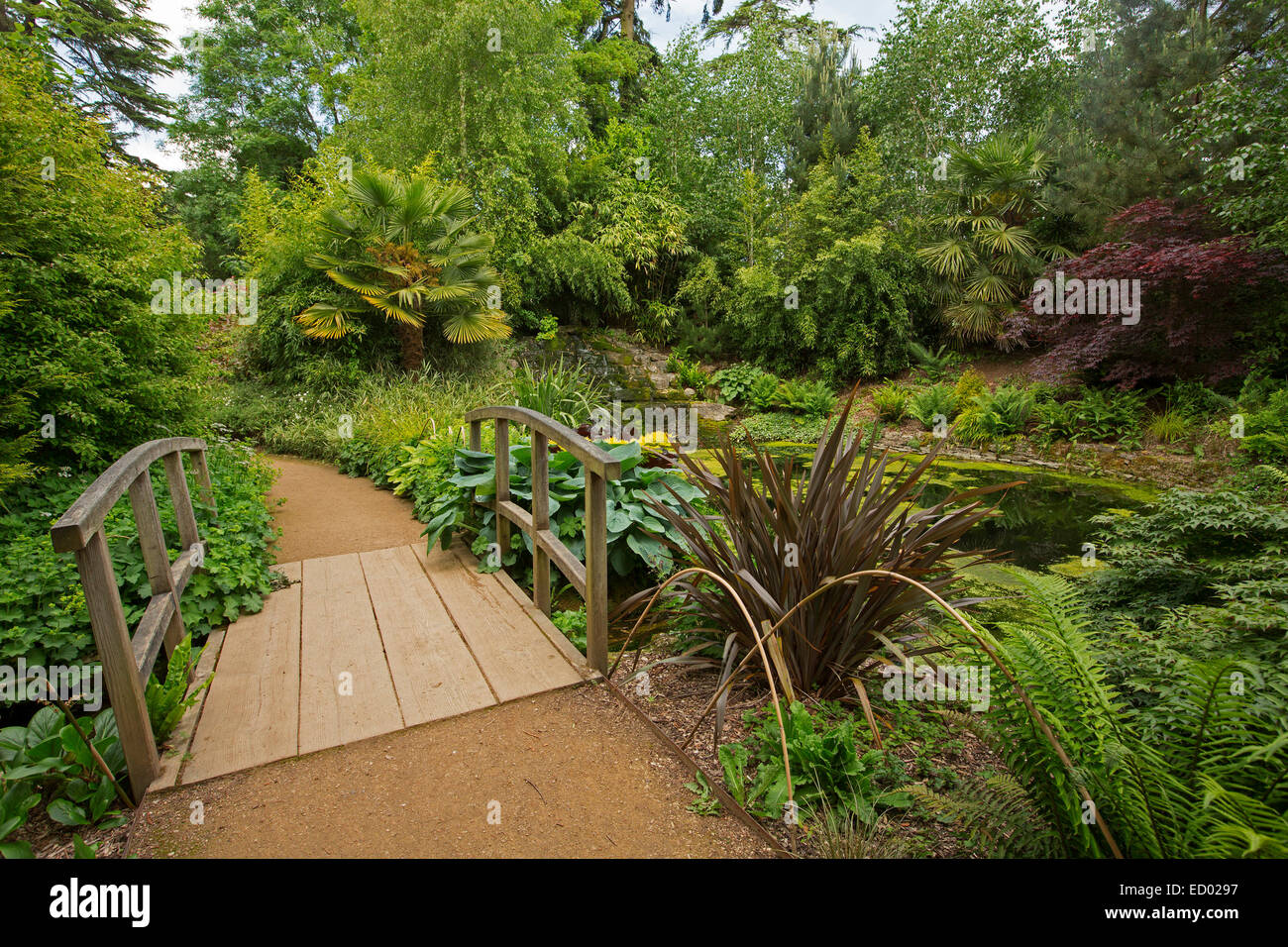 Pathway & low bridge over ornamental pond surrounded by dense emerald ...