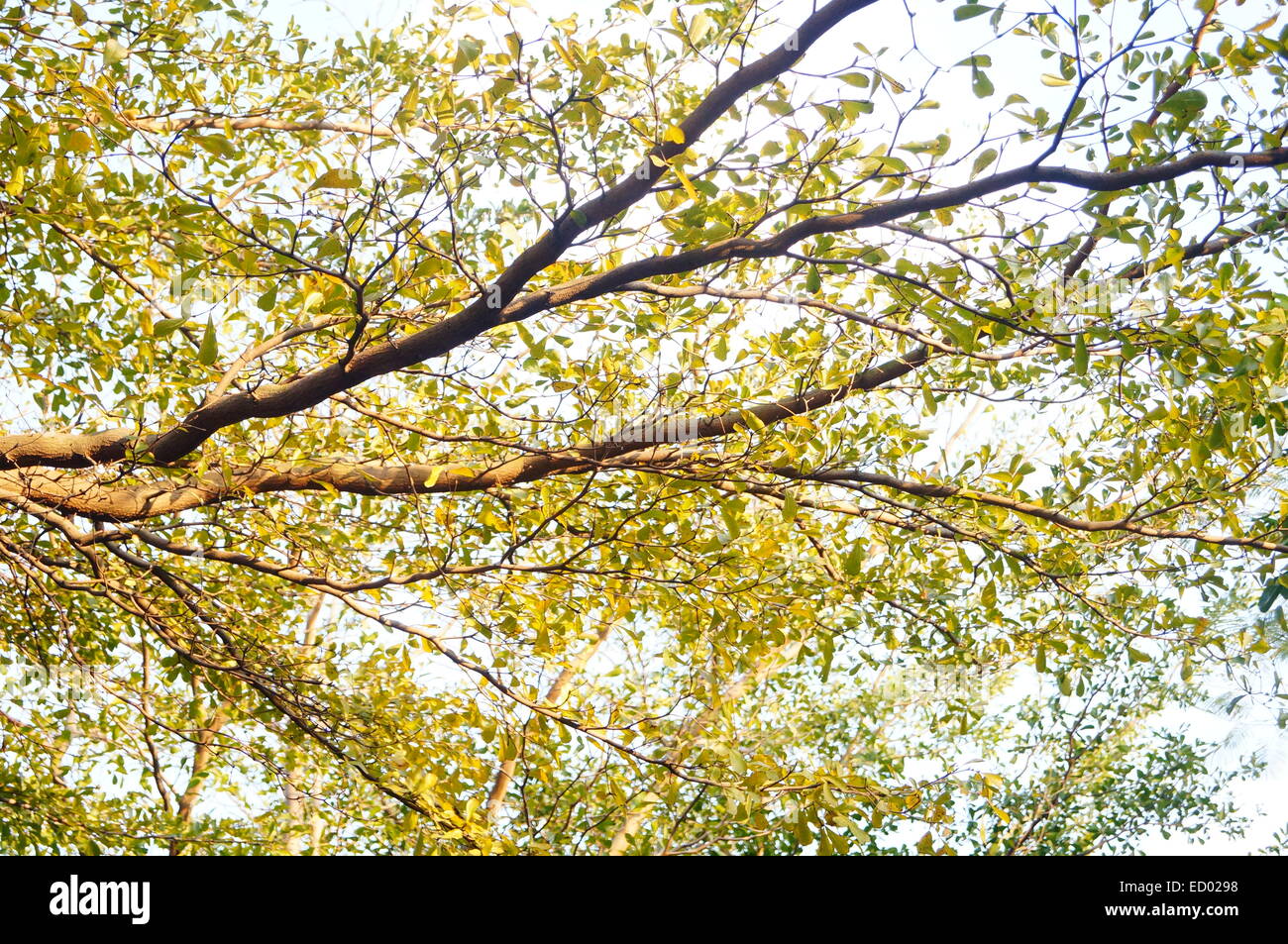branches and leaves Stock Photo - Alamy