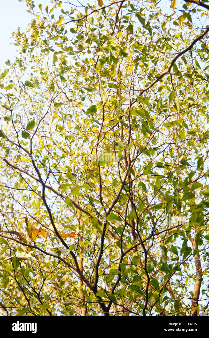 branches and leaves Stock Photo - Alamy