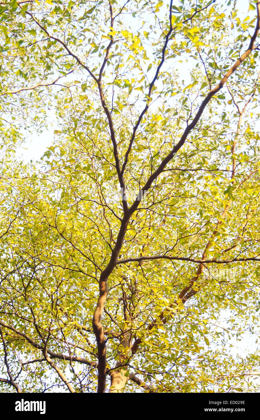 branches and leaves Stock Photo - Alamy