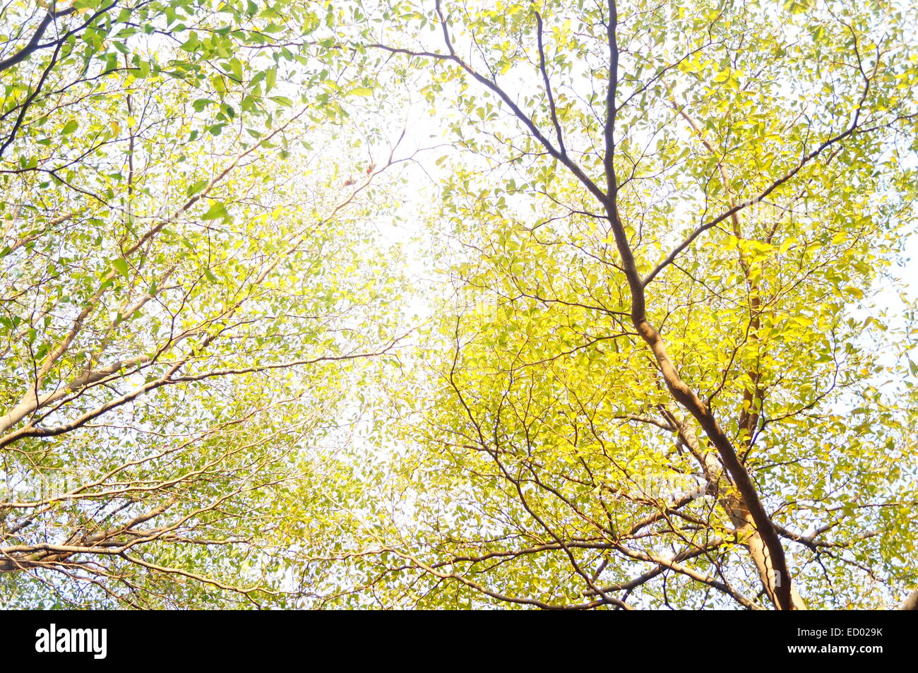 branches and leaves Stock Photo - Alamy