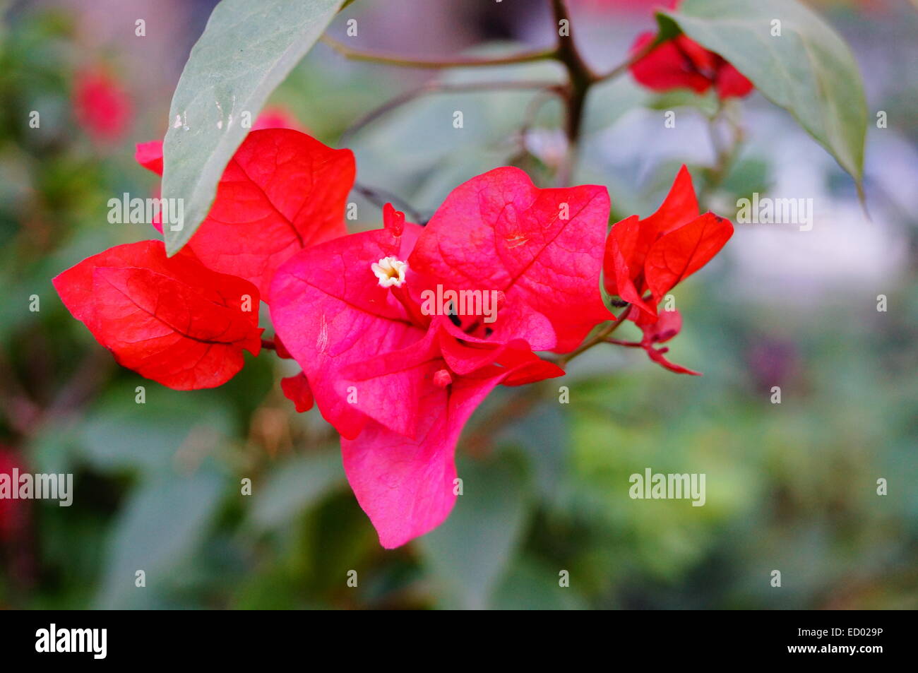Triangle plum flowers hi-res stock photography and images - Alamy
