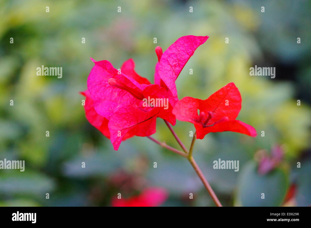 Triangle plum flowers hi-res stock photography and images - Alamy