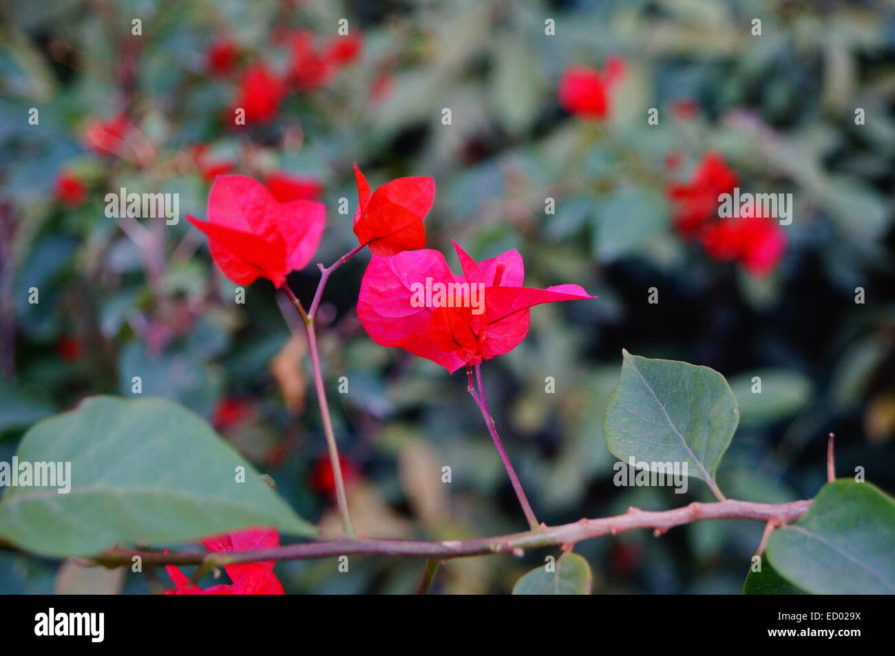 Triangle plum flowers hi-res stock photography and images - Alamy