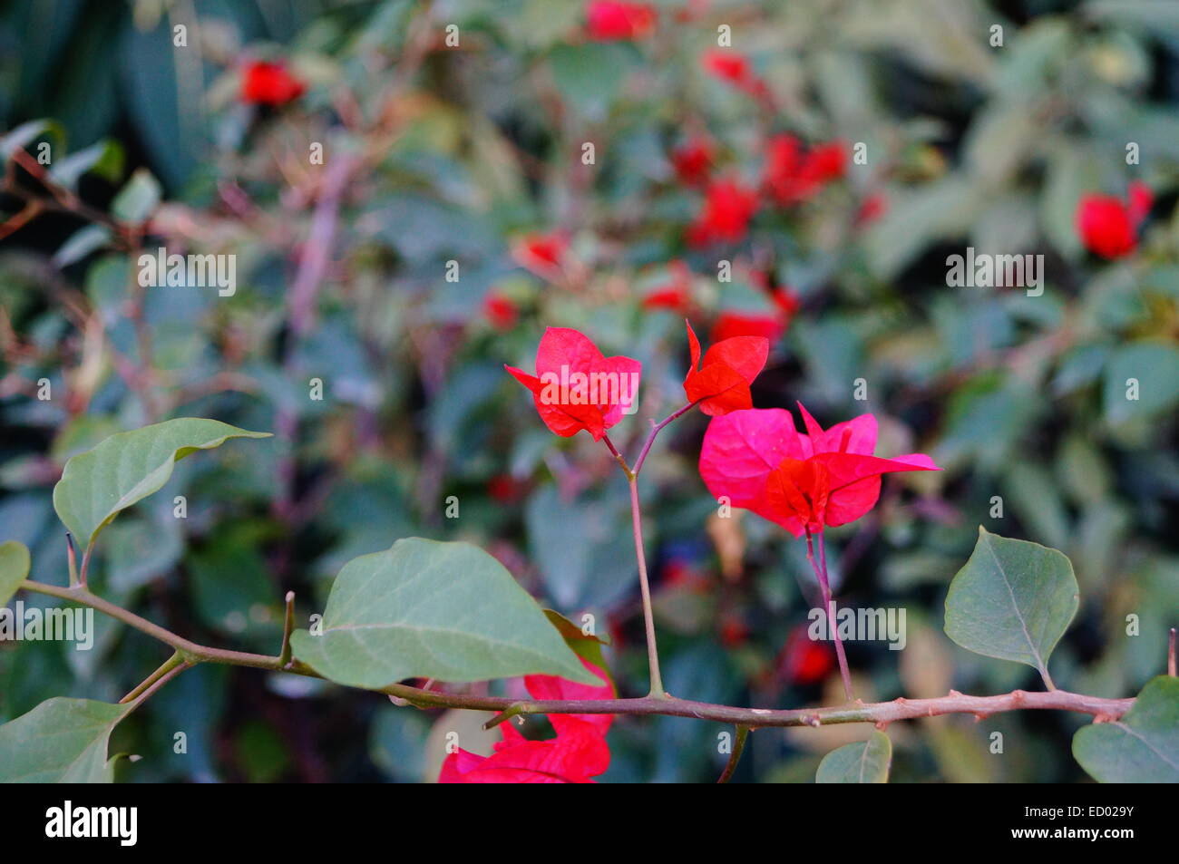 Triangle plum flowers hi-res stock photography and images - Alamy