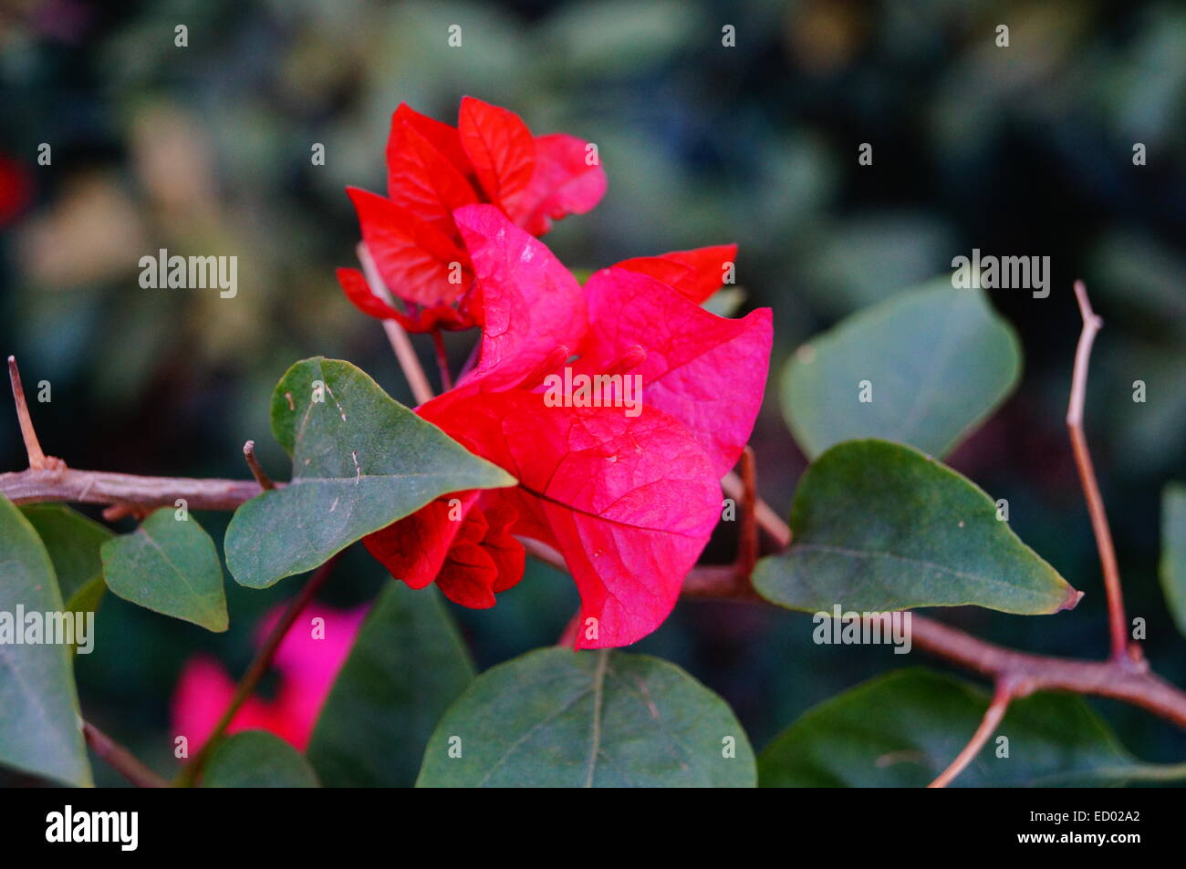 Triangle plum hi-res stock photography and images - Alamy