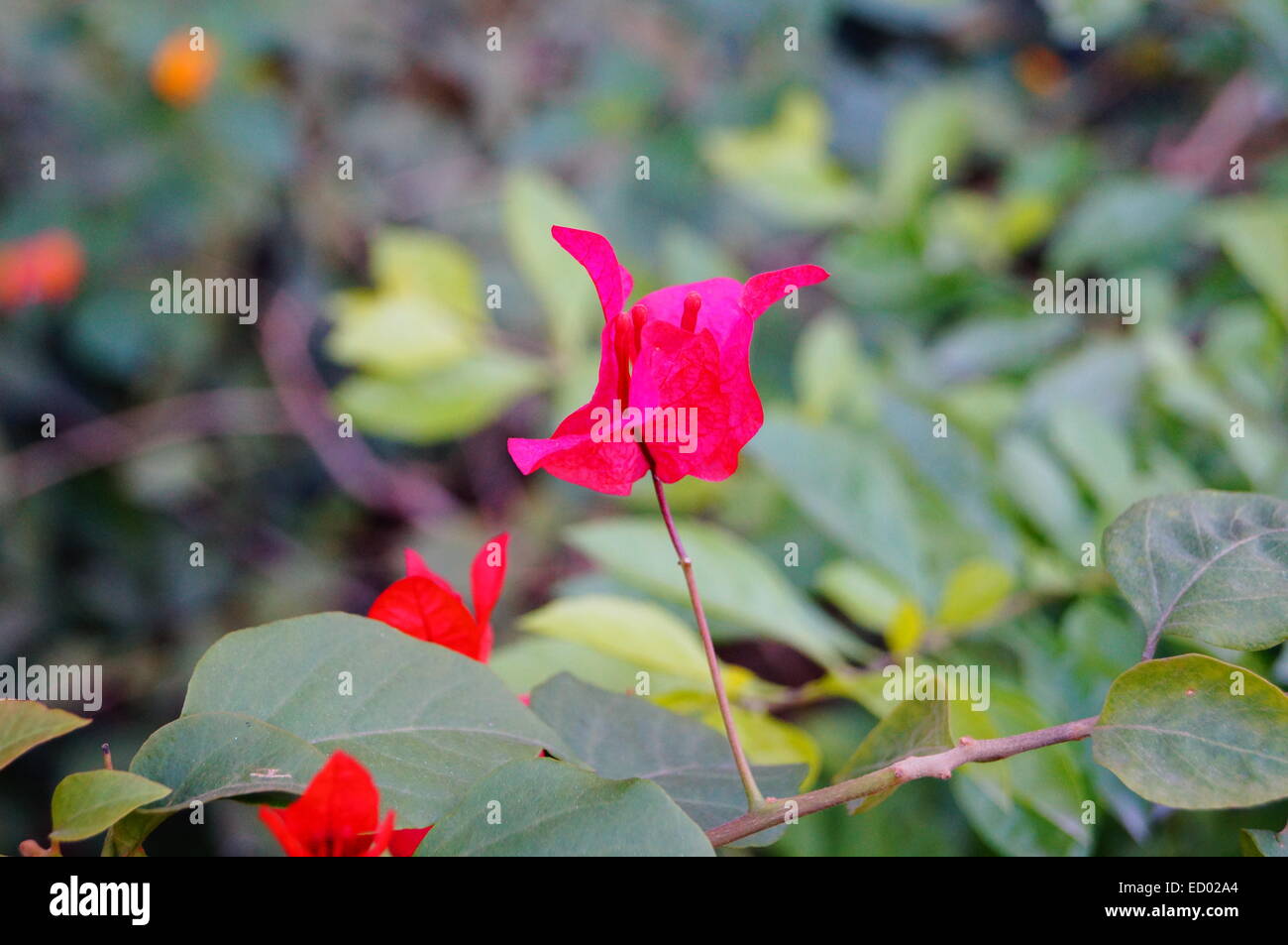 Triangle plum flowers hi-res stock photography and images - Alamy
