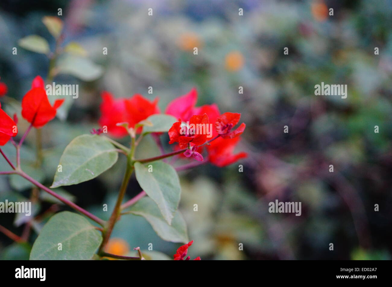 Triangle plum flowers hi-res stock photography and images - Alamy
