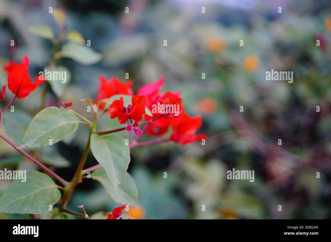 Triangle plum flowers hi-res stock photography and images - Alamy