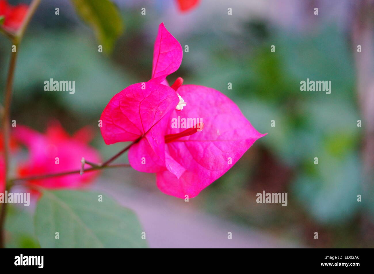 Triangle plum flowers hi-res stock photography and images - Alamy