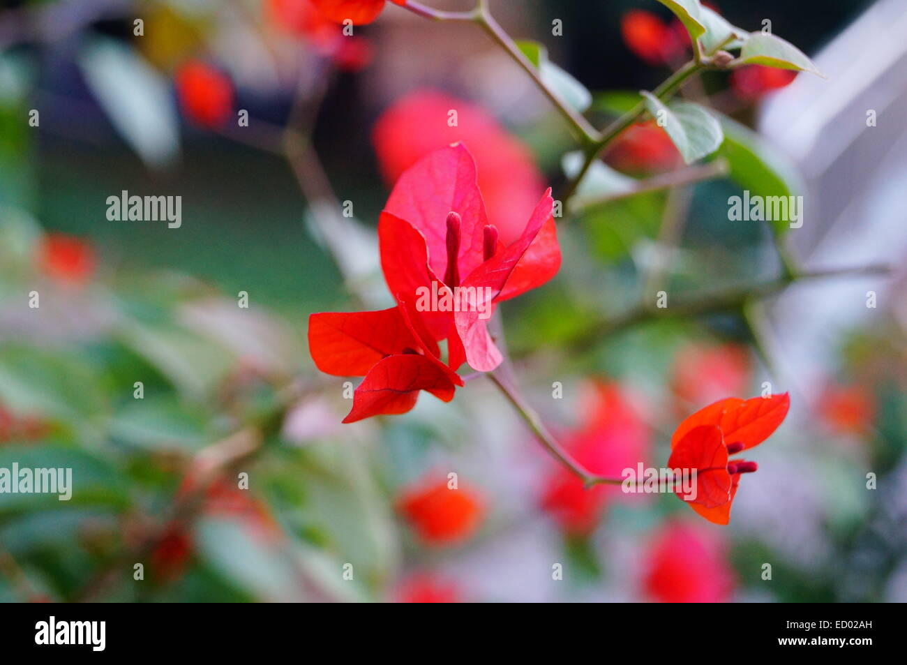Triangle plum flowers hi-res stock photography and images - Alamy