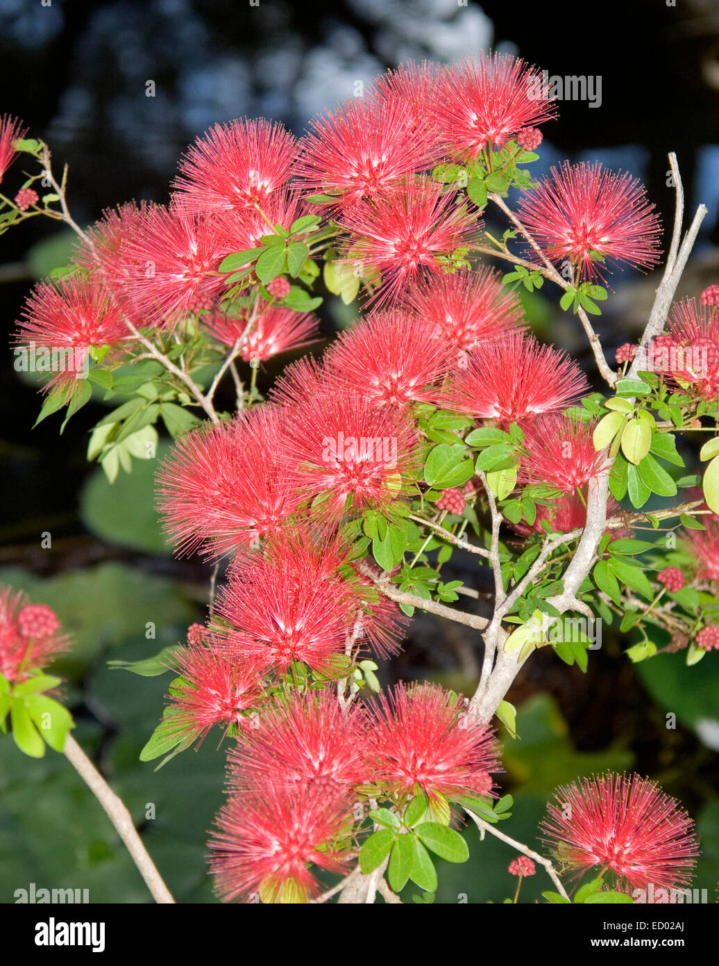 Mass of stunning bright pink / red flowers & emerald foliage of ...
