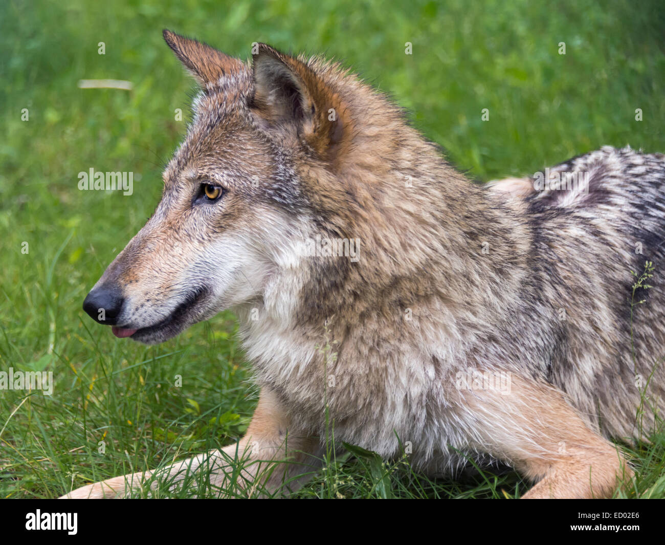Portrait of a gray wolf, near Sandstone, Minnesota, USA Stock Photo - Alamy