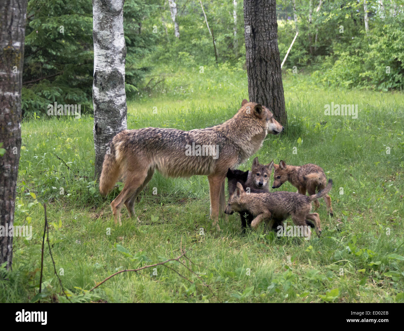 Gray wolf standing in the rain with four pups, near Sandstone ...