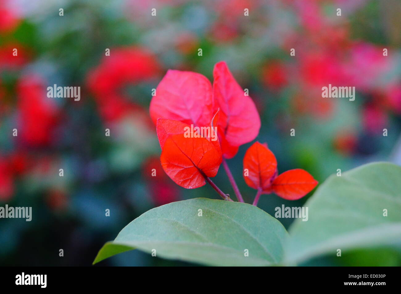 Triangle plum flowers hi-res stock photography and images - Alamy