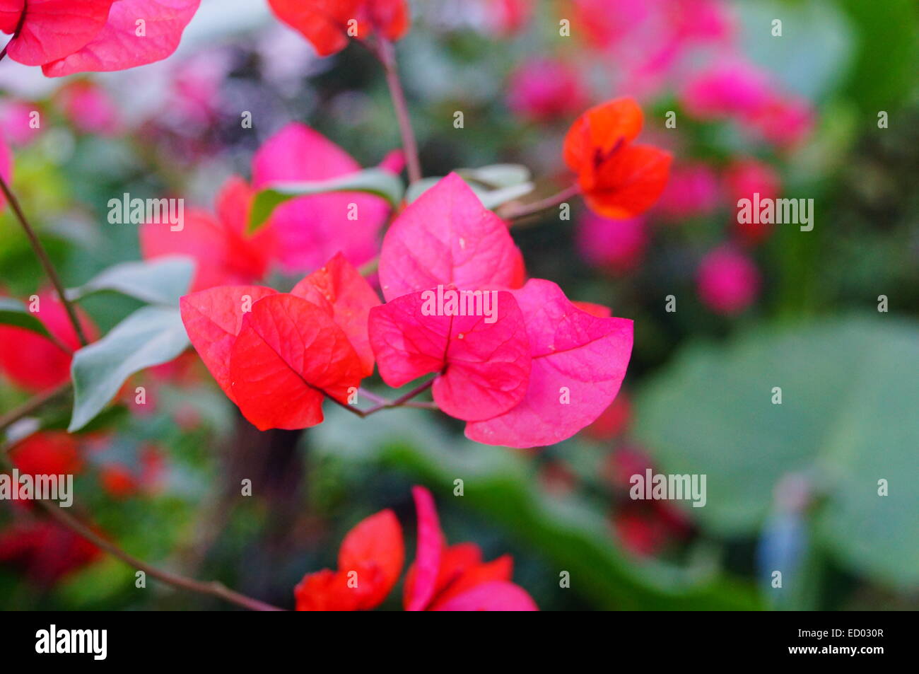 Triangle plum flowers hi-res stock photography and images - Alamy