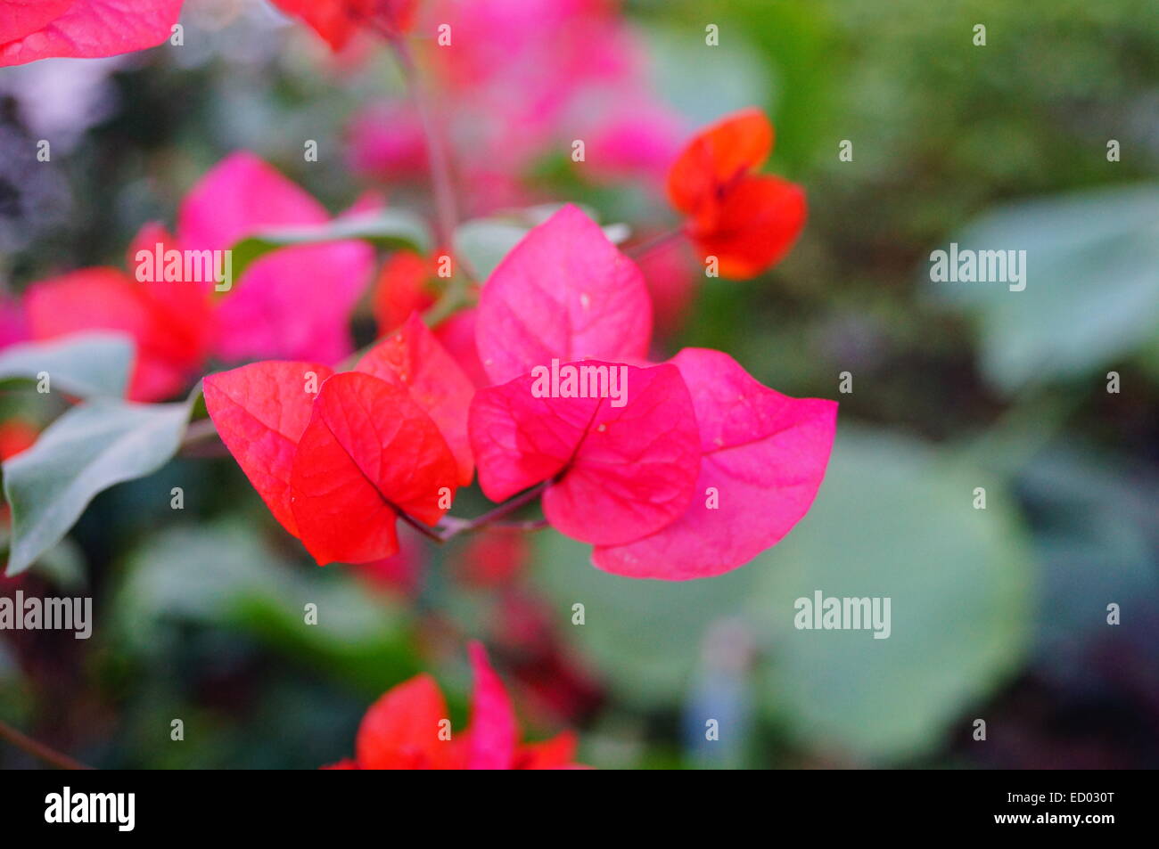 Triangle plum flowers hi-res stock photography and images - Alamy