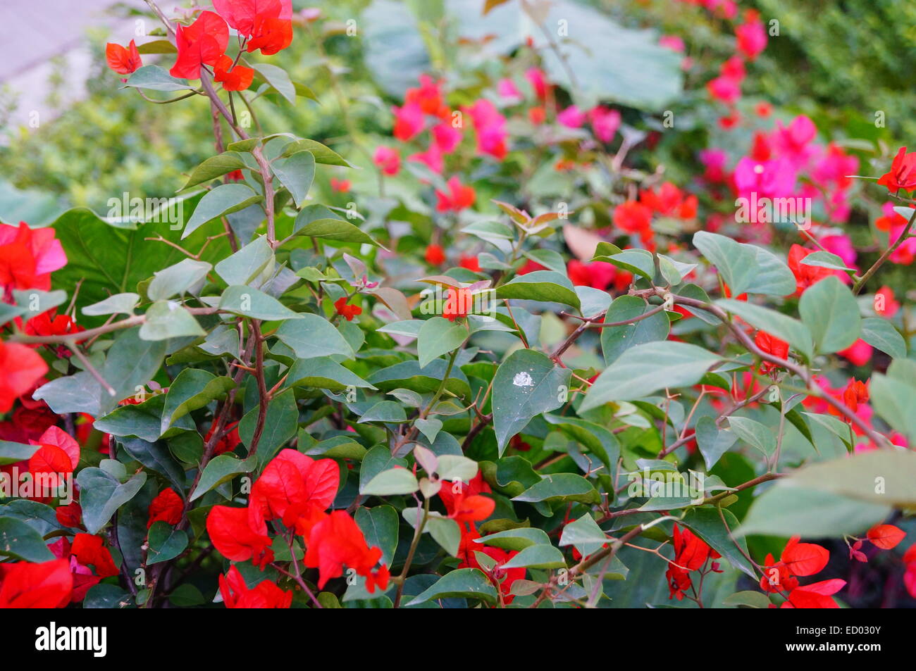 Triangle plum flowers hi-res stock photography and images - Alamy