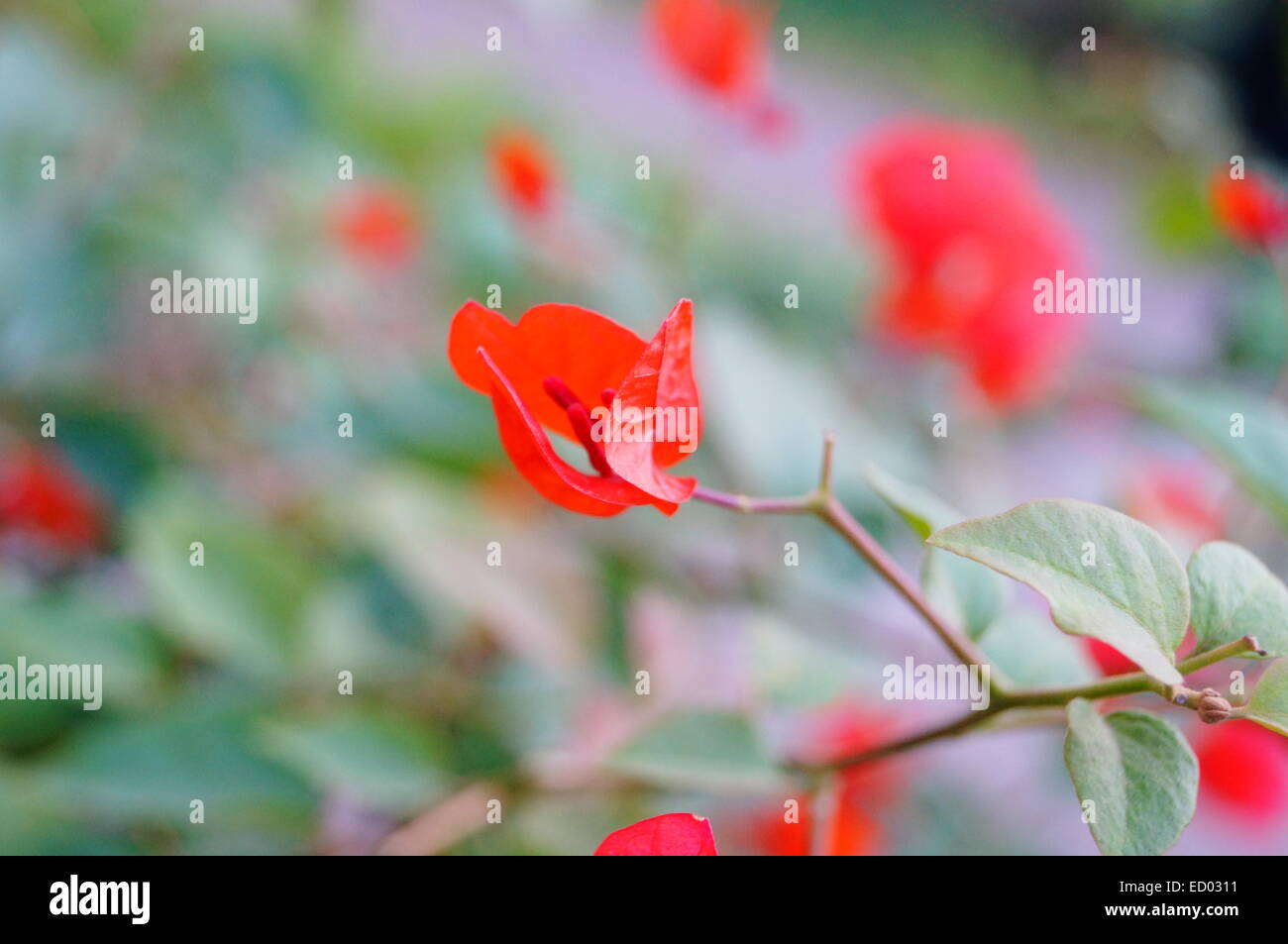 Triangle plum flowers hi-res stock photography and images - Alamy