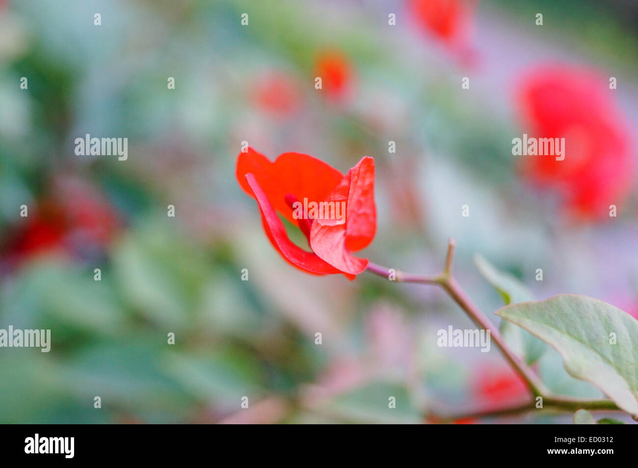 Triangle plum flowers hi-res stock photography and images - Alamy