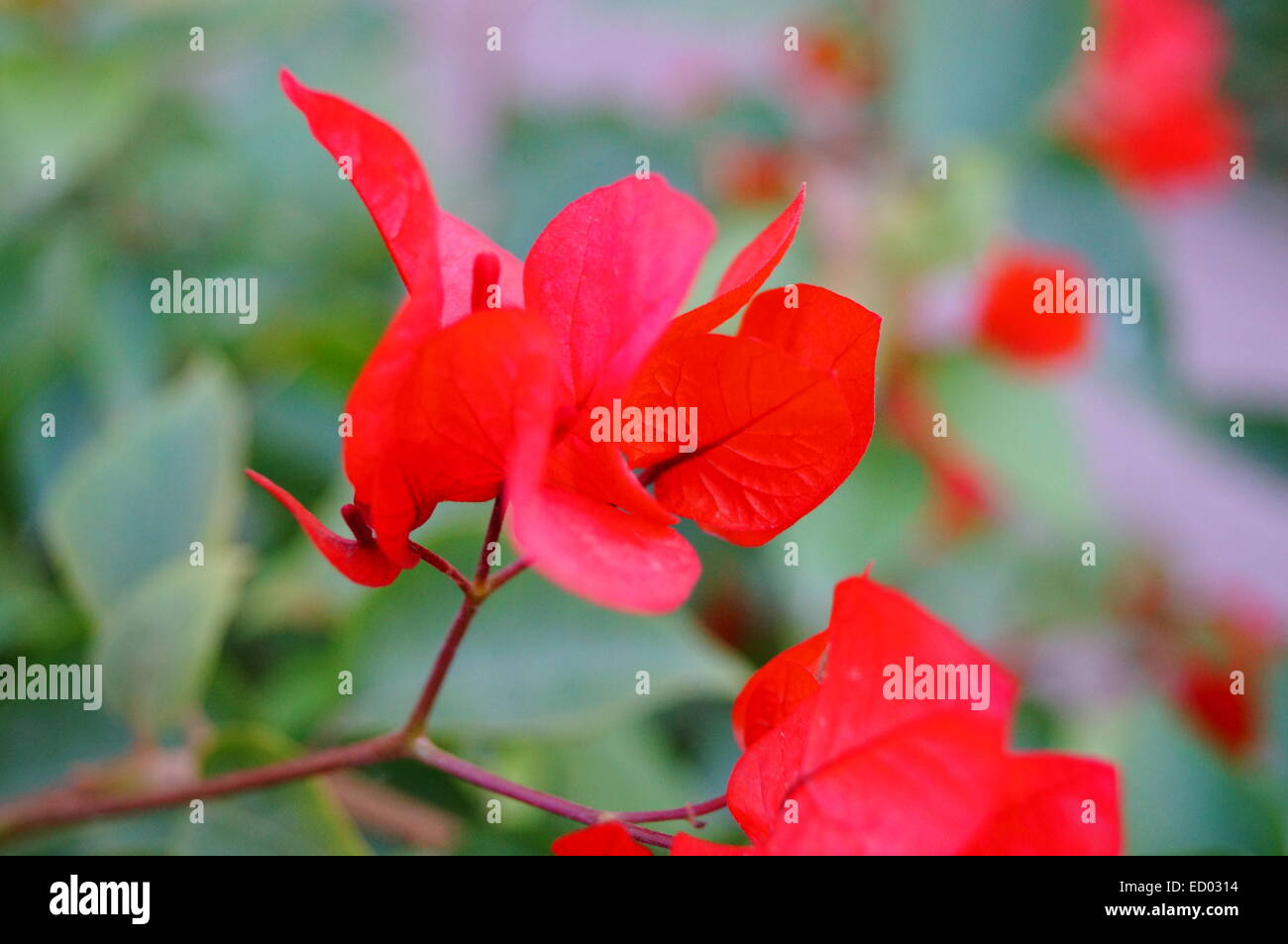 Triangle plum flowers hi-res stock photography and images - Alamy