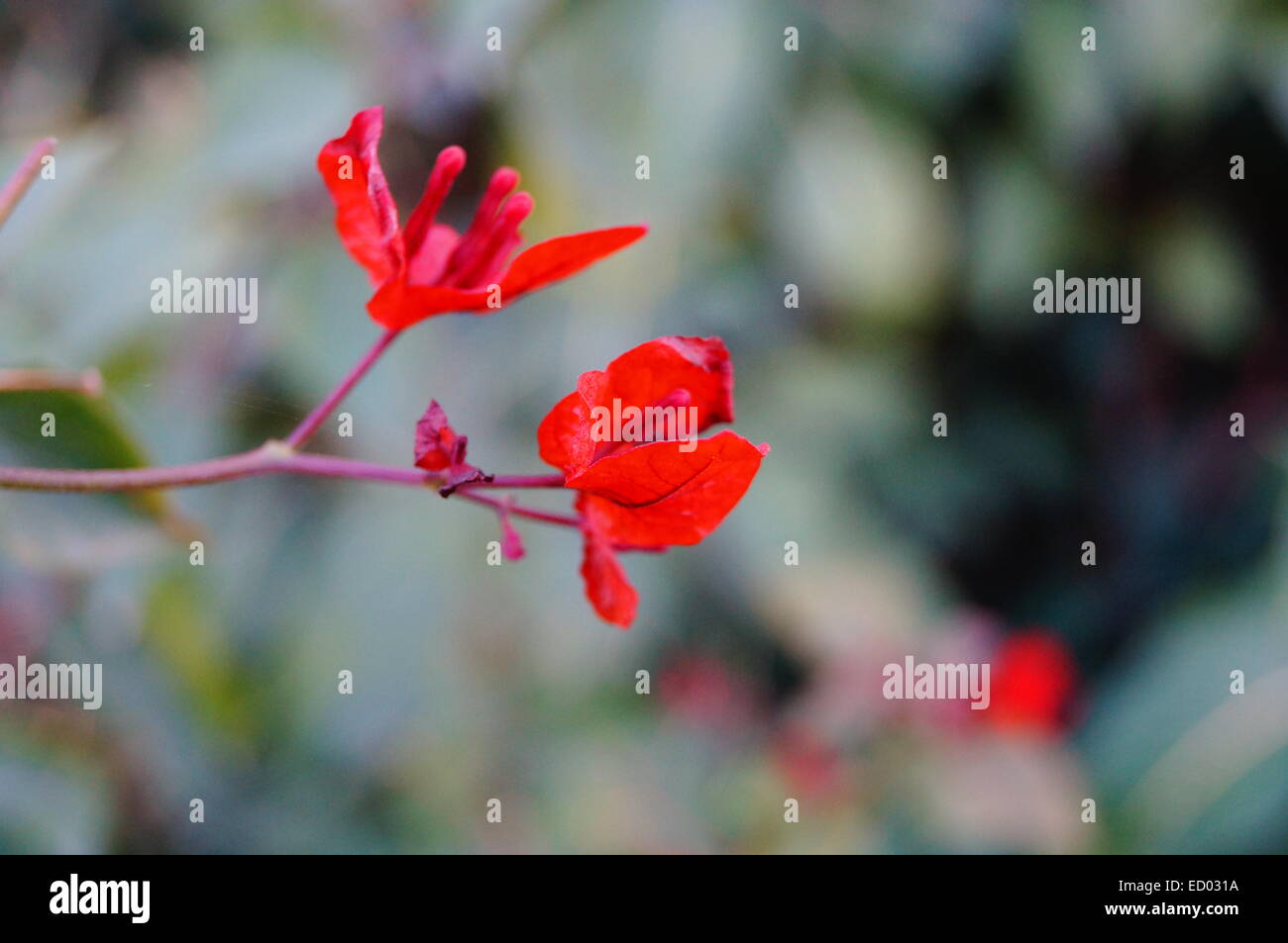 Triangle plum flowers hi-res stock photography and images - Alamy