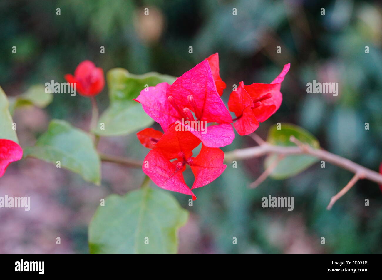 Triangle plum flowers hi-res stock photography and images - Alamy