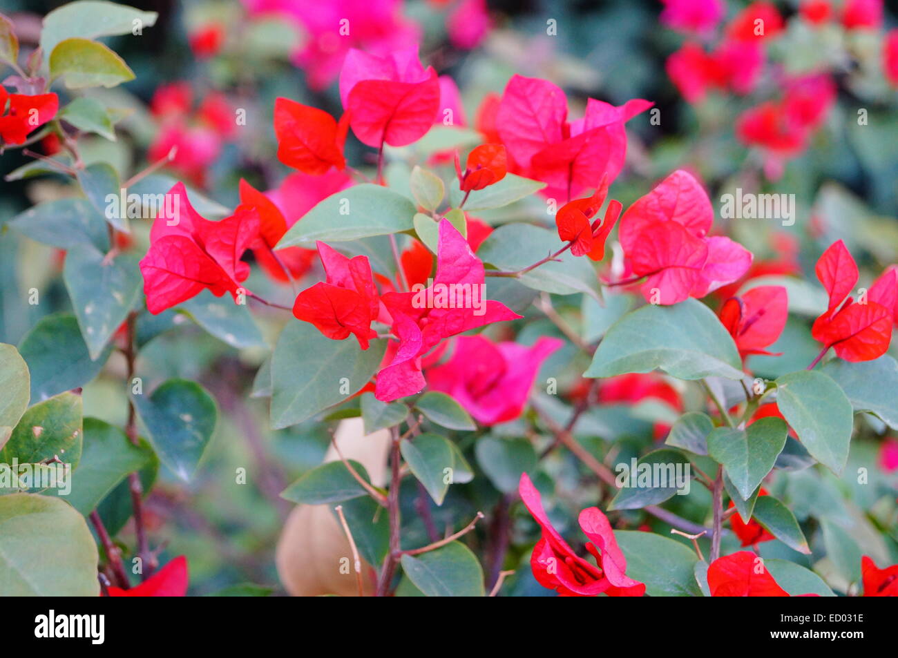 Triangle plum flowers hi-res stock photography and images - Alamy