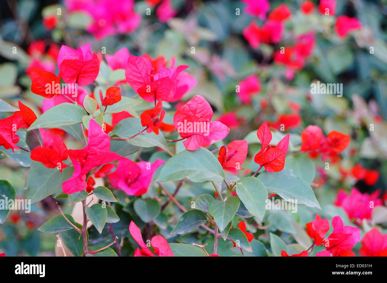 Triangle plum flowers hi-res stock photography and images - Alamy