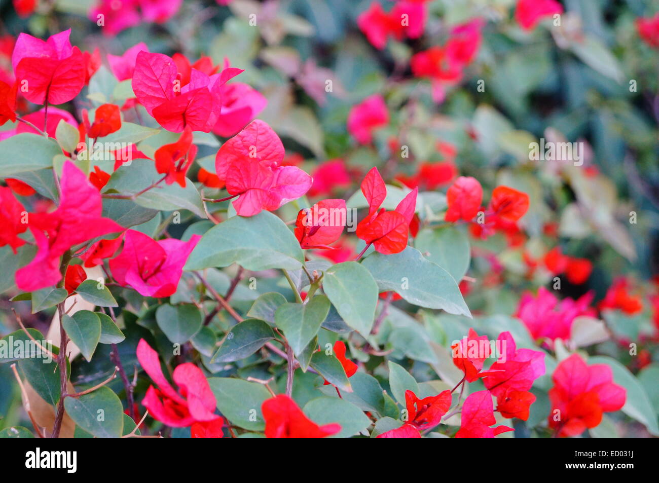 Triangle plum flowers hi-res stock photography and images - Alamy