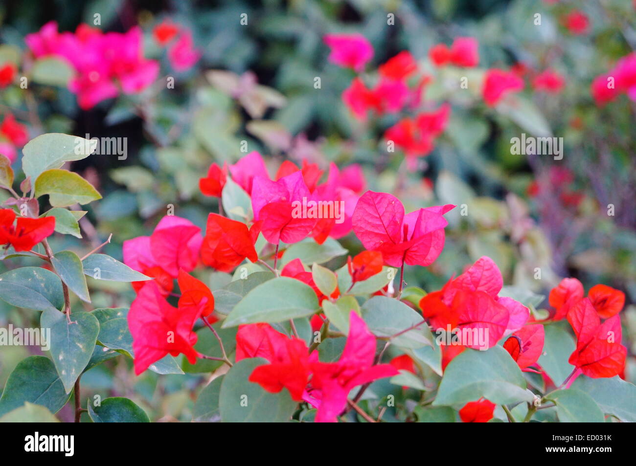 Triangle plum flowers hi-res stock photography and images - Alamy