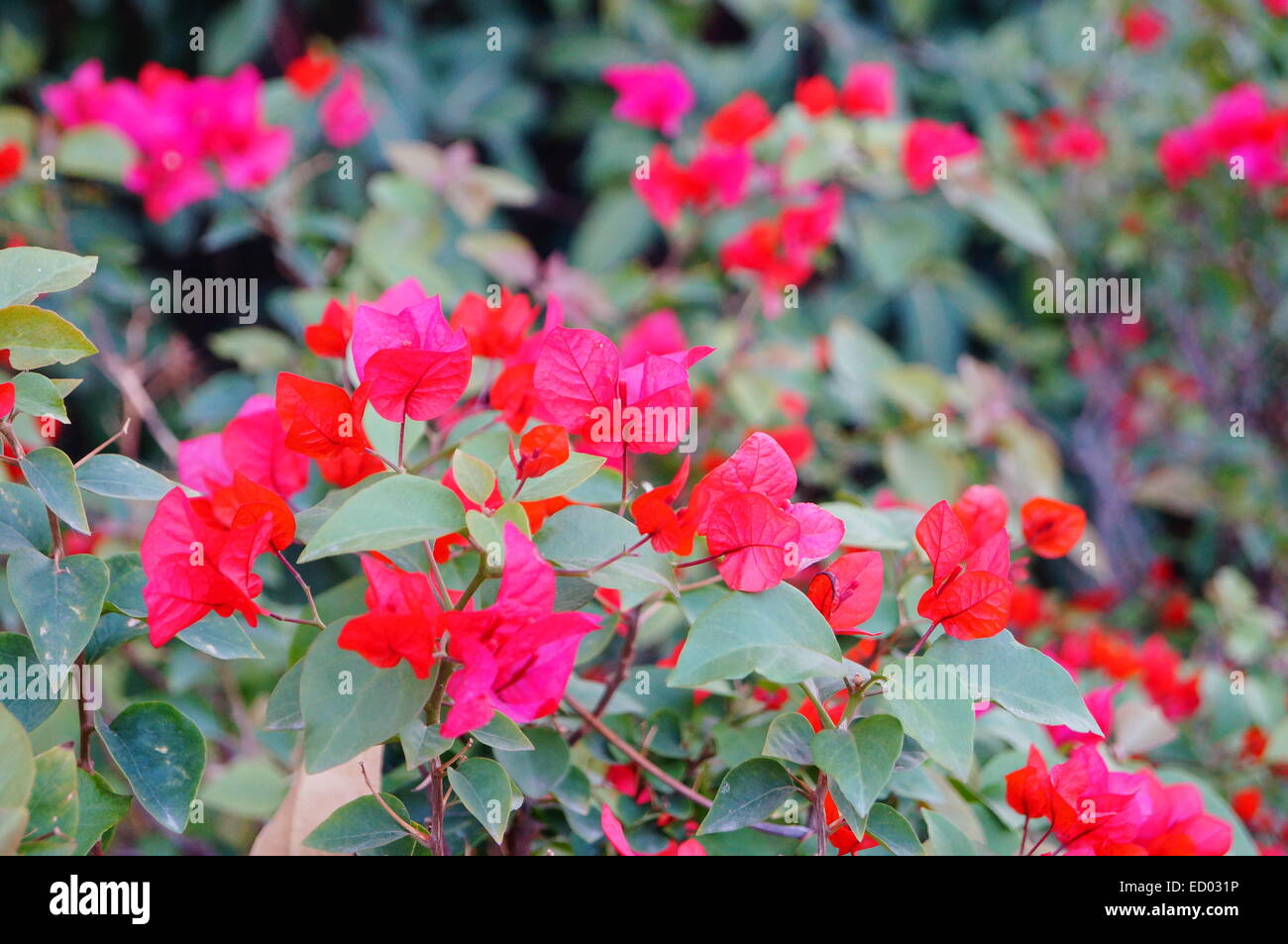 Triangle plum flowers hi-res stock photography and images - Alamy