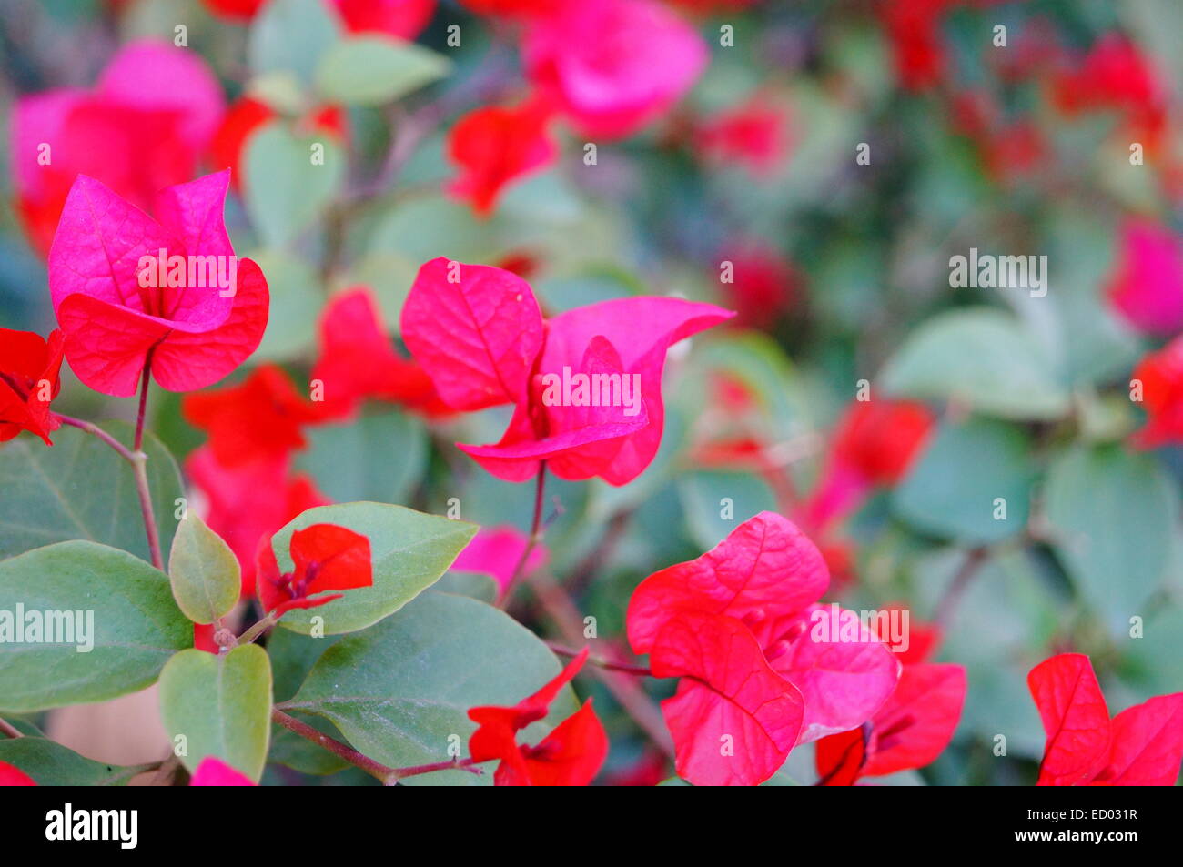 Triangle plum flowers hi-res stock photography and images - Alamy