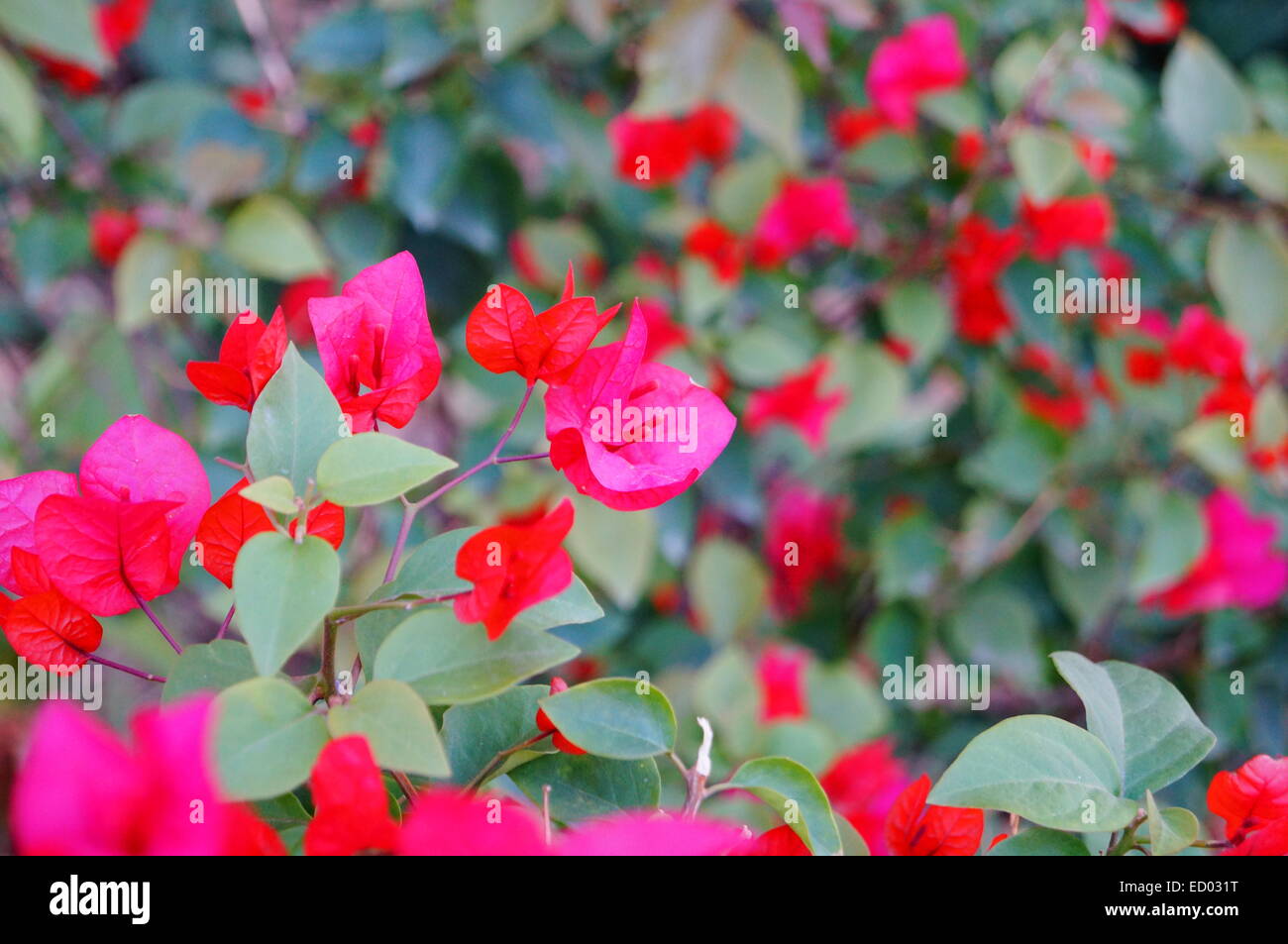 Triangle plum flowers hi-res stock photography and images - Alamy