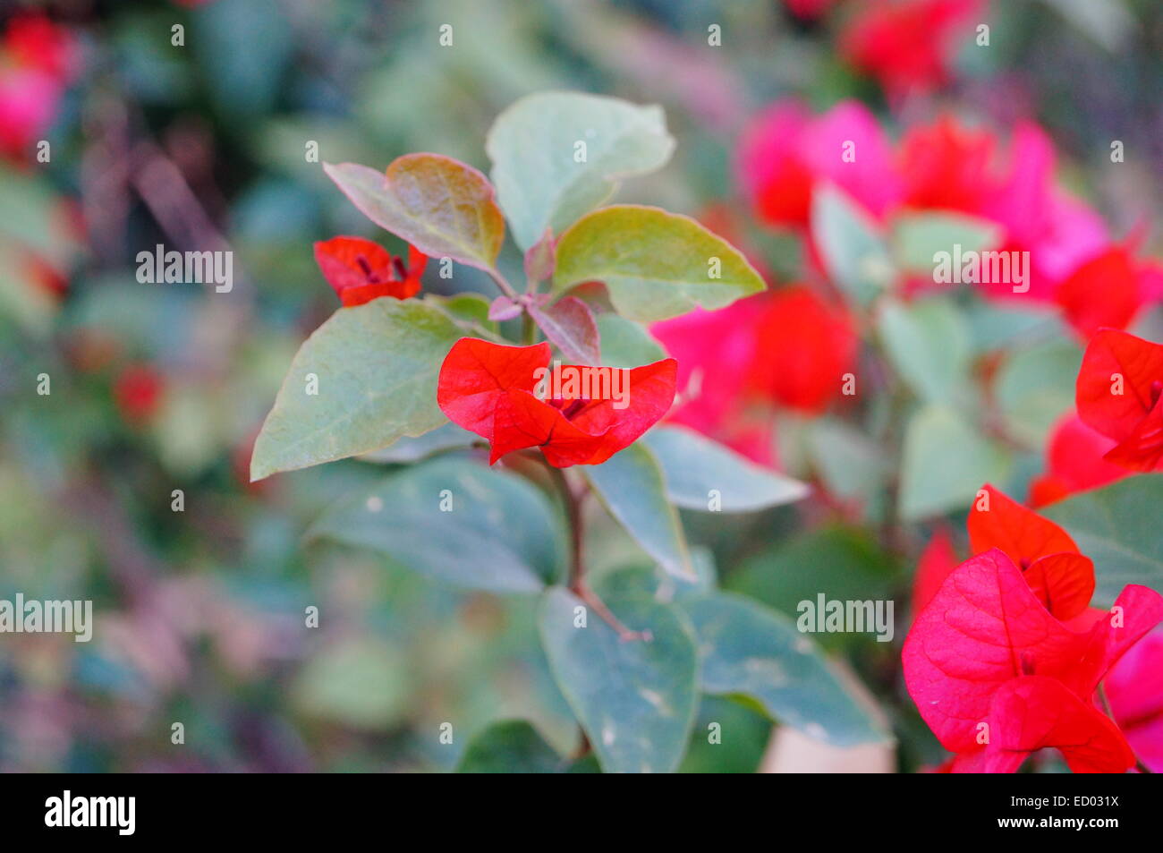 Triangle plum flowers hi-res stock photography and images - Alamy
