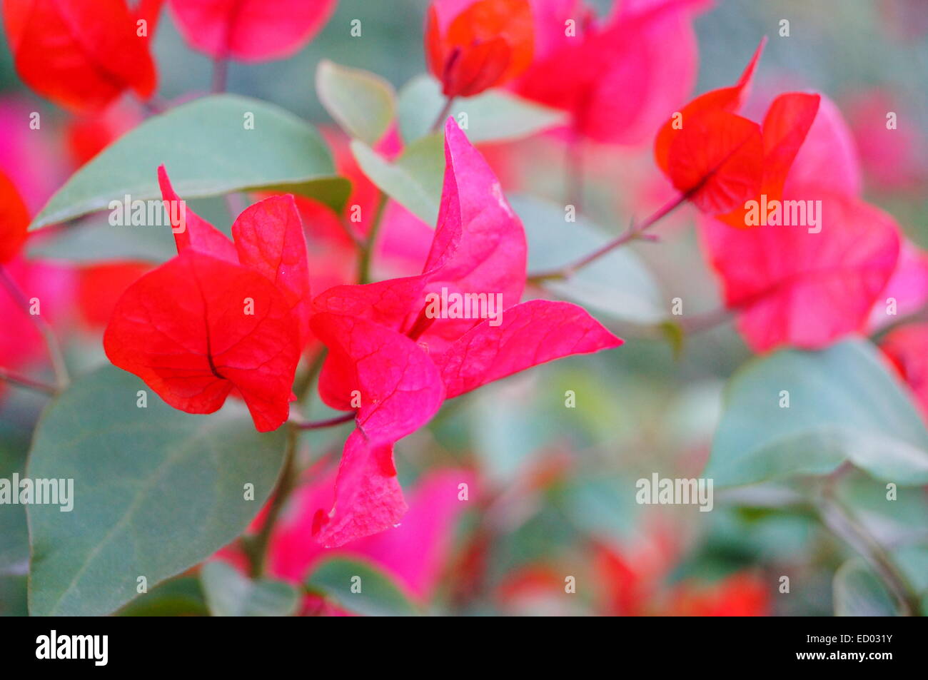 Triangle plum flowers hi-res stock photography and images - Alamy