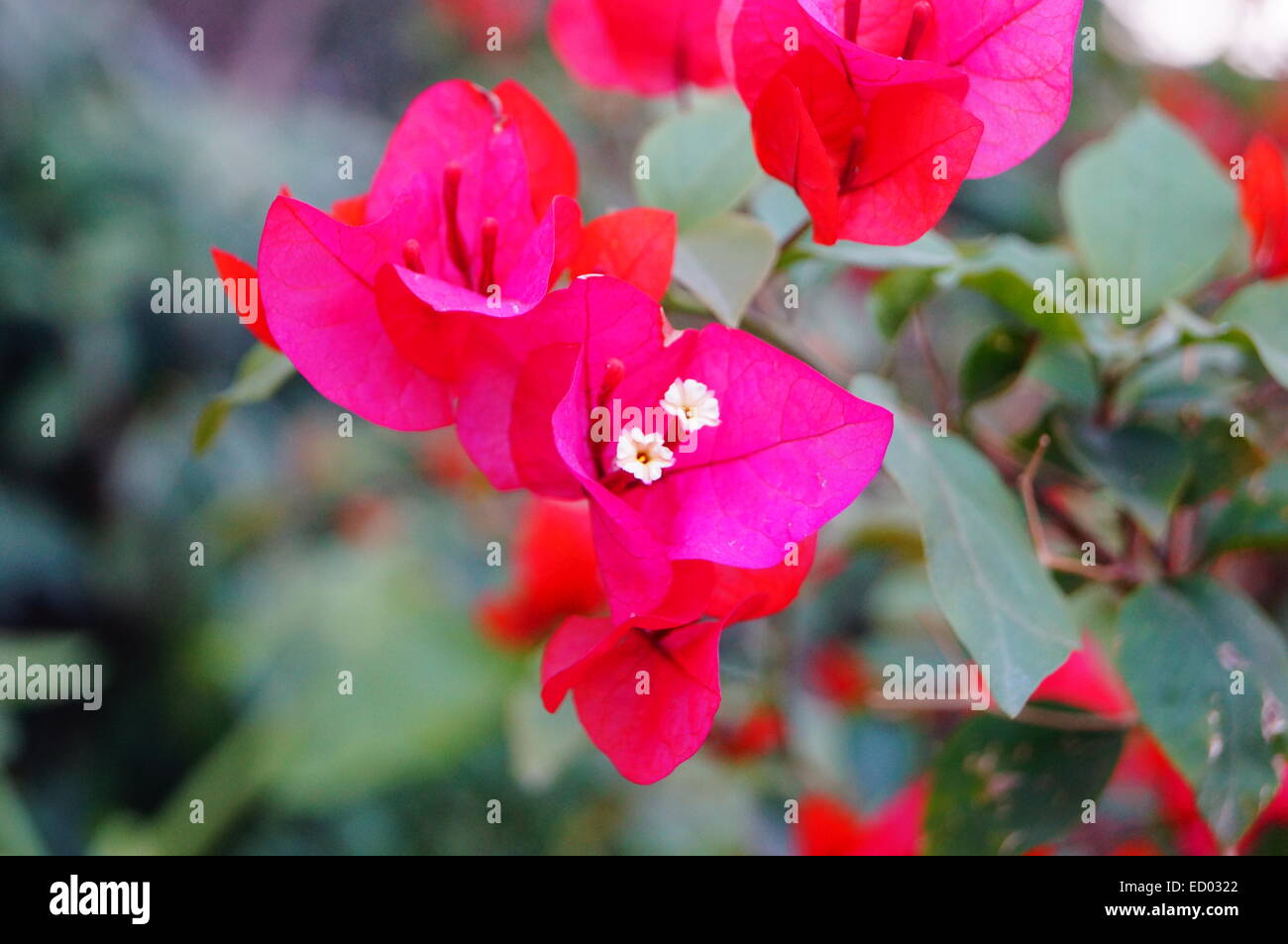 Triangle plum flowers hi-res stock photography and images - Alamy