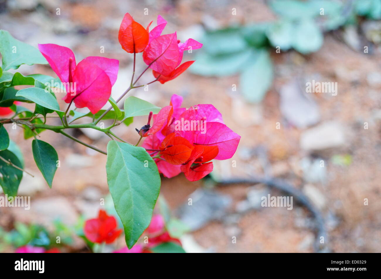 Triangle plum flowers hi-res stock photography and images - Alamy