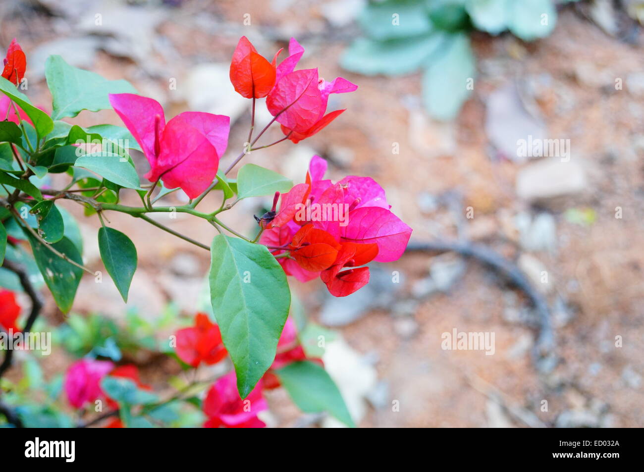 Triangle plum hi-res stock photography and images - Alamy