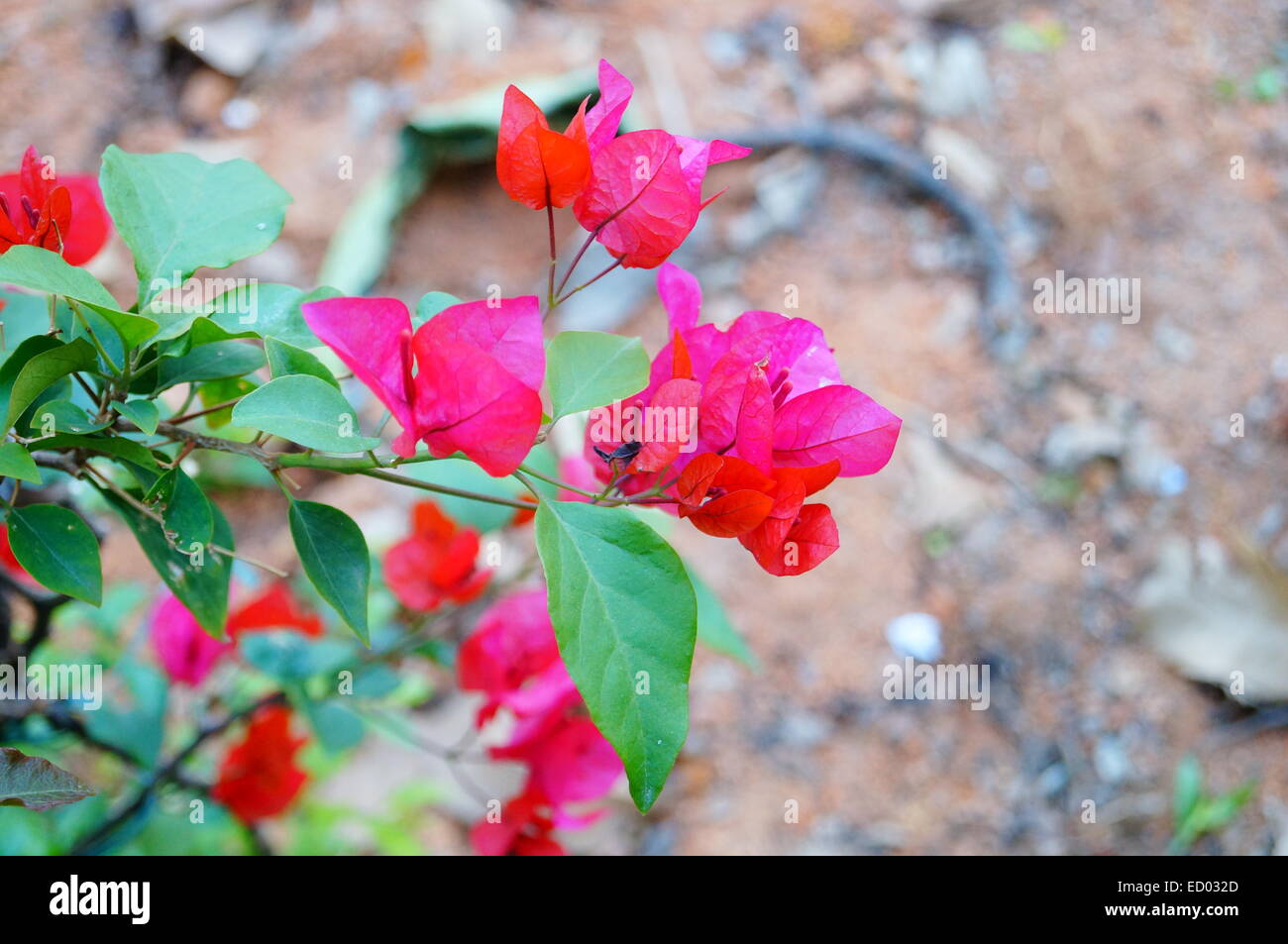 Triangle plum flowers hi-res stock photography and images - Alamy