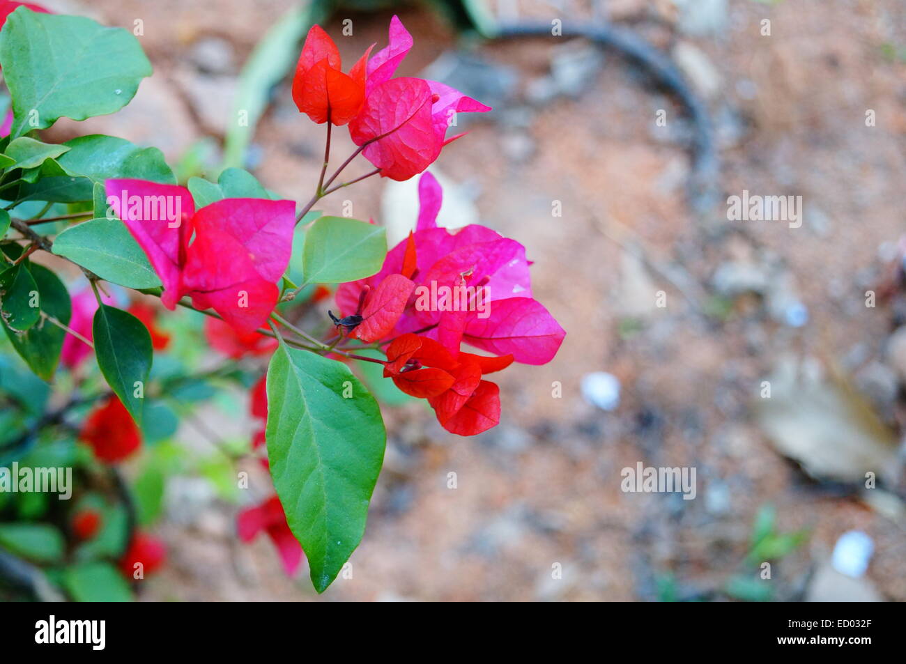 Triangle plum flowers hi-res stock photography and images - Alamy