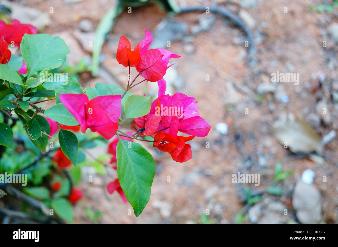 Triangle plum flowers hi-res stock photography and images - Alamy