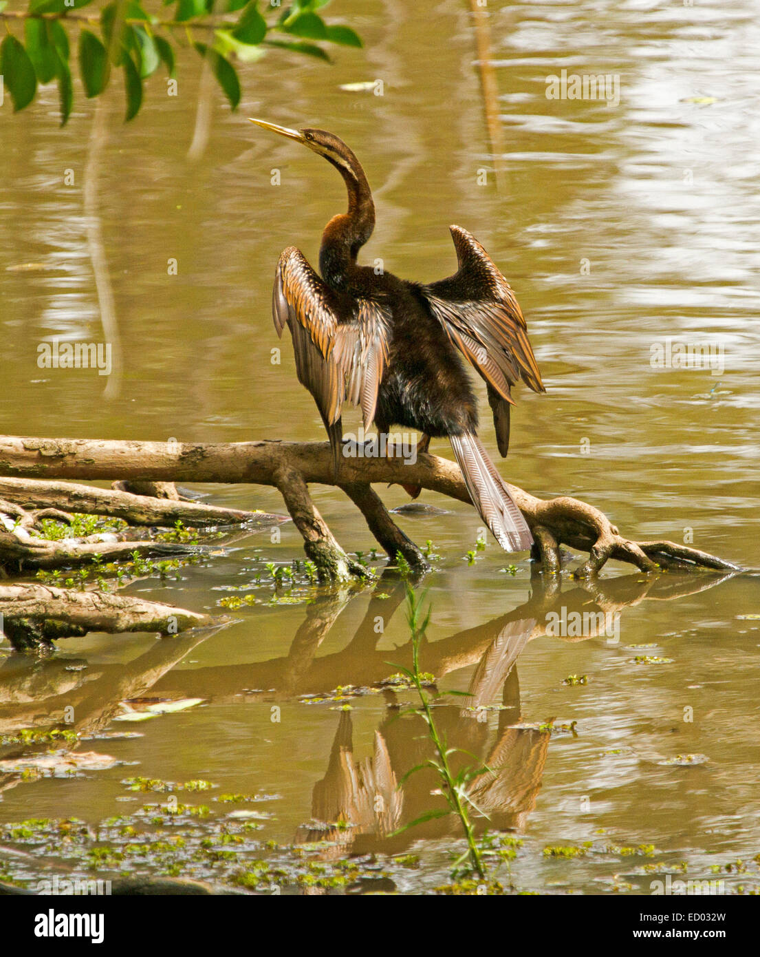 Snake necked darter hi-res stock photography and images - Alamy