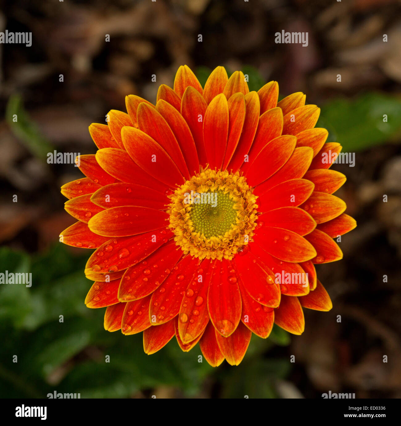 Background of red edged plants High Resolution Stock Photography and ...