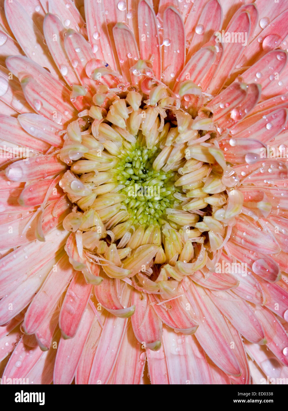 Close-up of stunning pink flower of Gerbera bauerii nobleflora cultivar ...