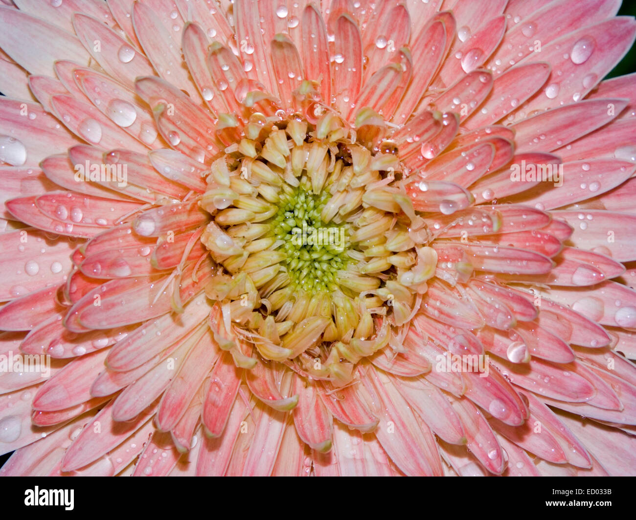 Close-up of stunning pink flower of Gerbera bauerii nobleflora cultivar ...