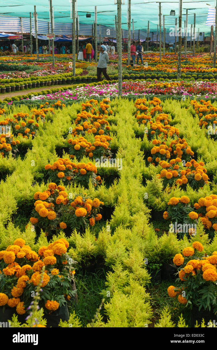 Kerala, India - Thekkady spring flower festival, with funfair and ...