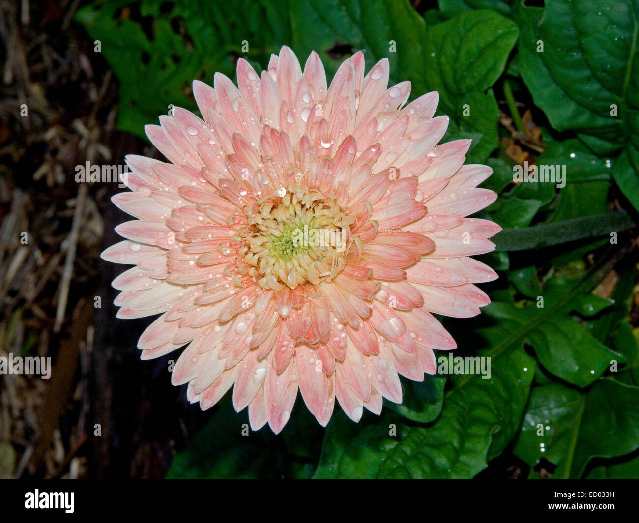 Pretty pastel pink double flower of Gerbera with raindrops / dew on ...